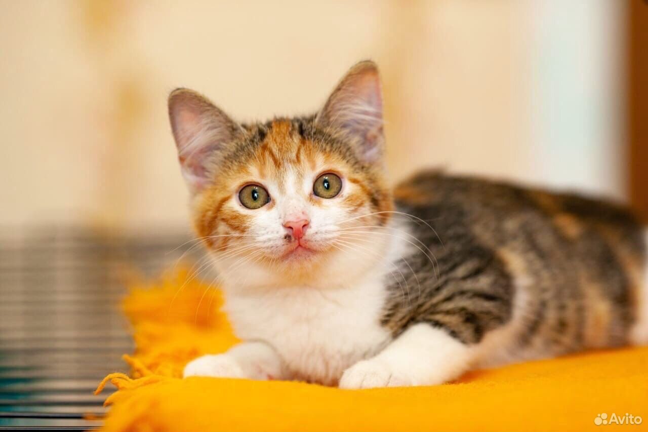 Котята «Ваниль и Золото» в дар в добрые руки