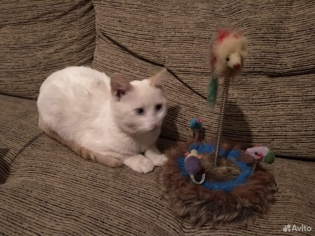 Тайский котенок Космос 4мес.мальчик