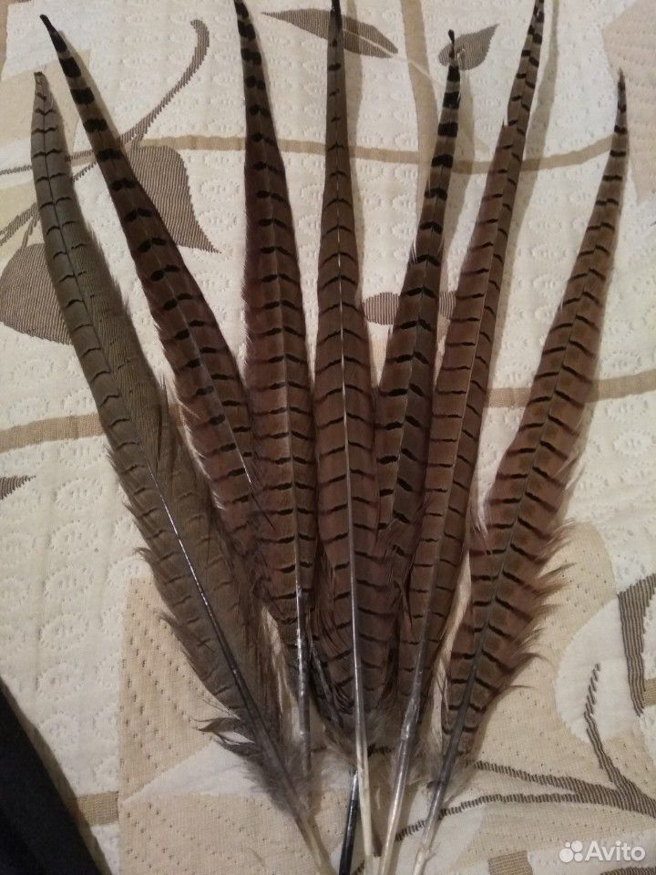 Перья фазана