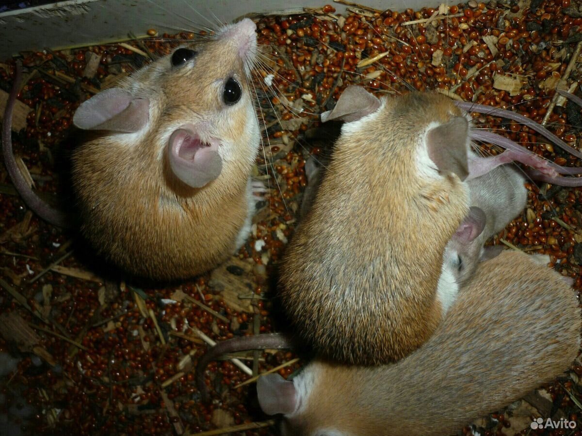 Иглистые мыши