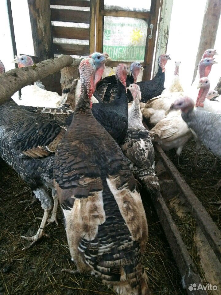 Индюки и индюшки, от 10 до 11 мес