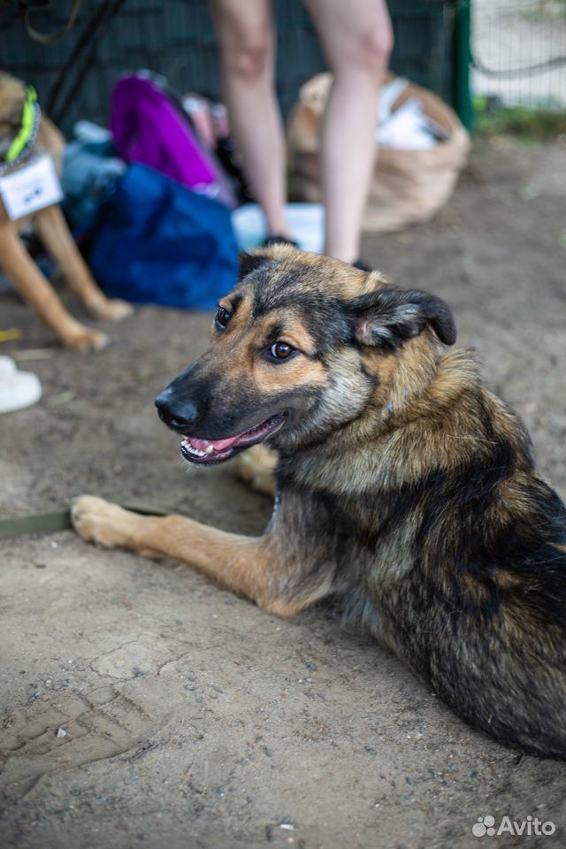 Супер пёса Марсель, собака в добрые руки