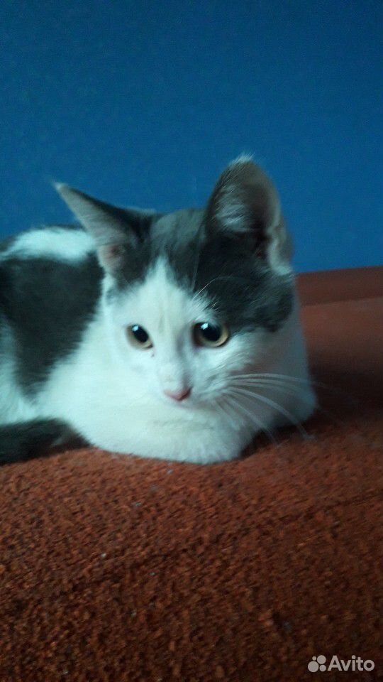 Котик найденыш