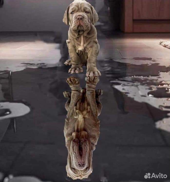 Мастино неаполетано кобель щенок