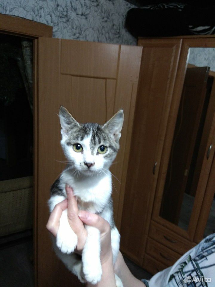 Котята