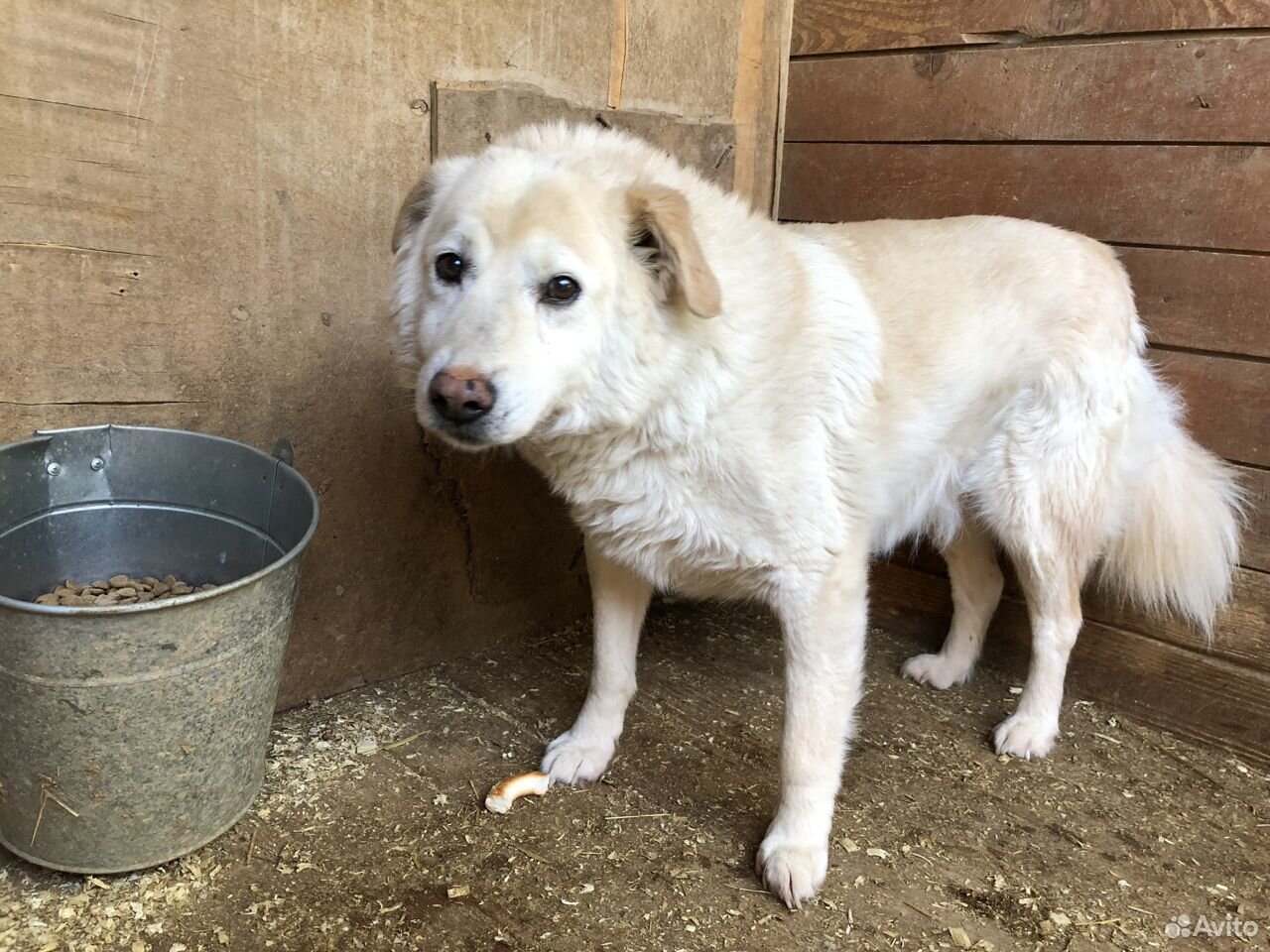 Пес-дедуля Кефир из приюта ищет дом