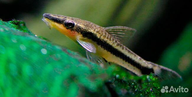 Отоцинклюс