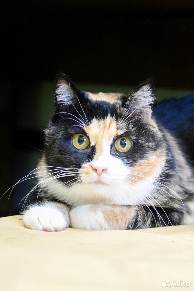 Кошка