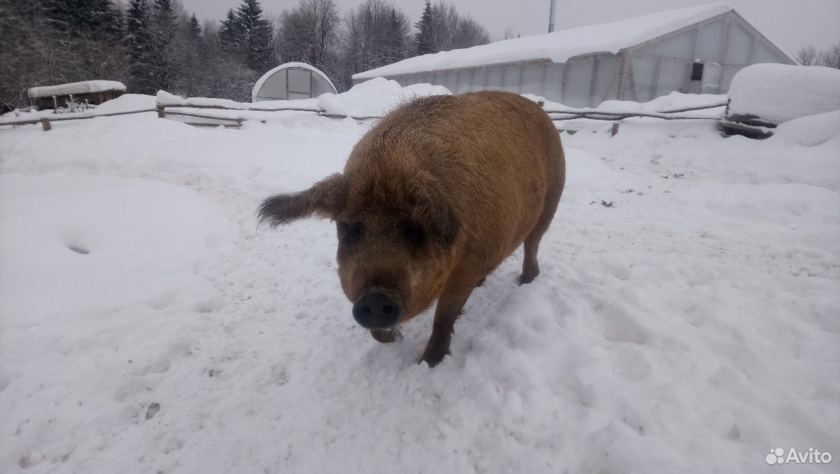 Продам поросят, свиноматок мангалицы