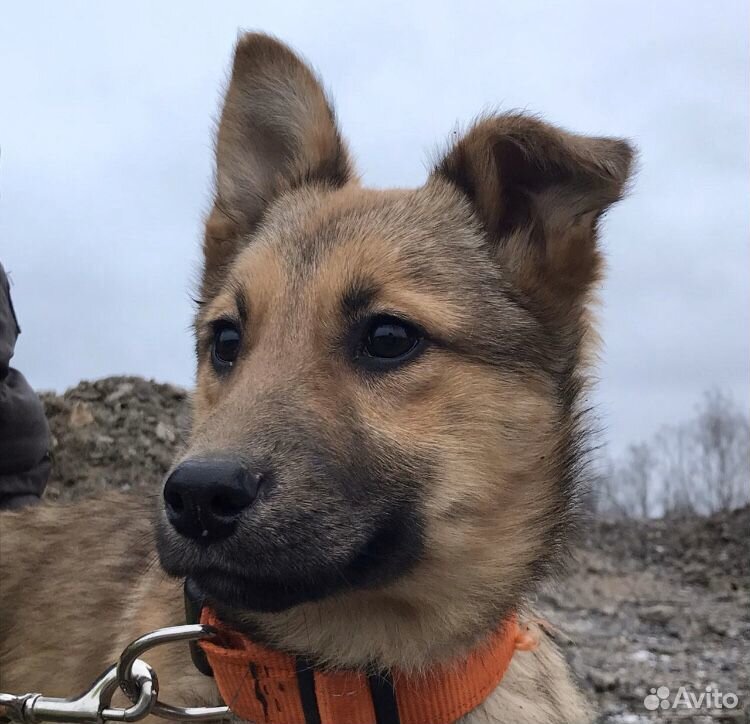 Собака Анфиса