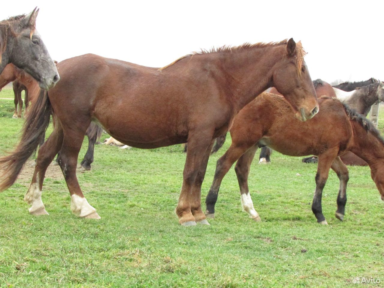 Латвийская кобыла рыжей масти