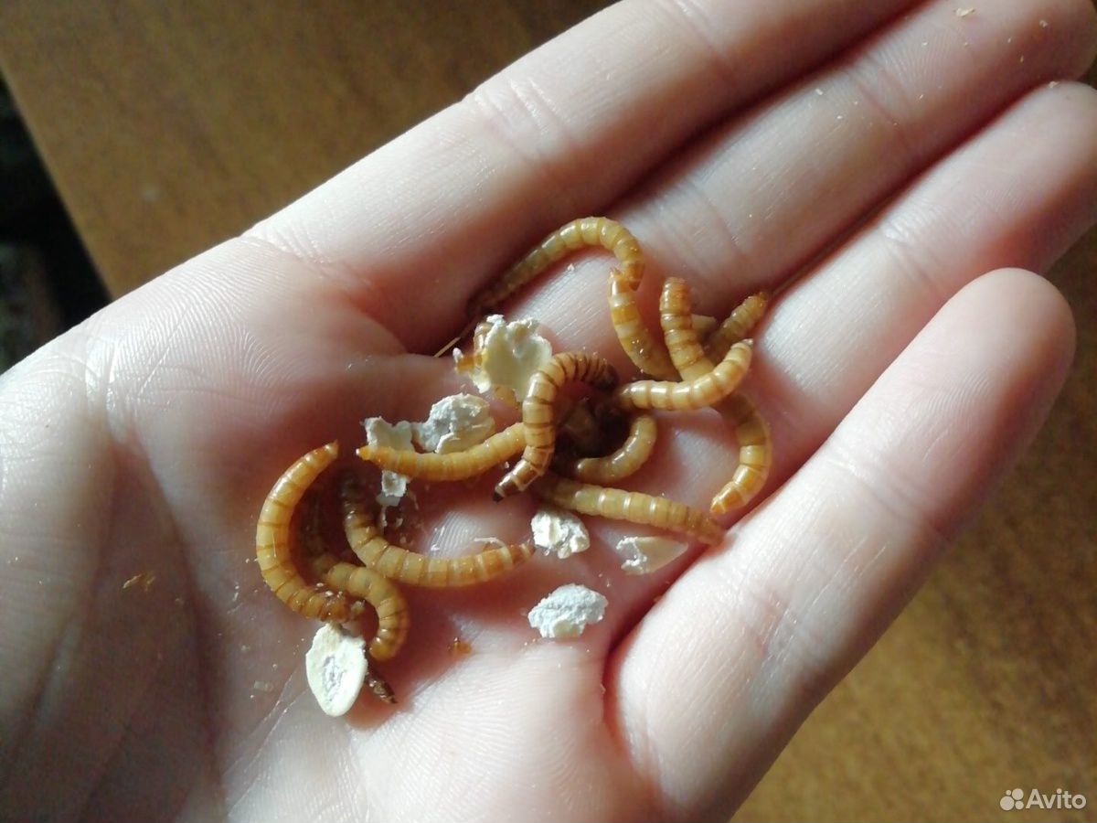 Мучники, тараканы мучника, зоофобусы