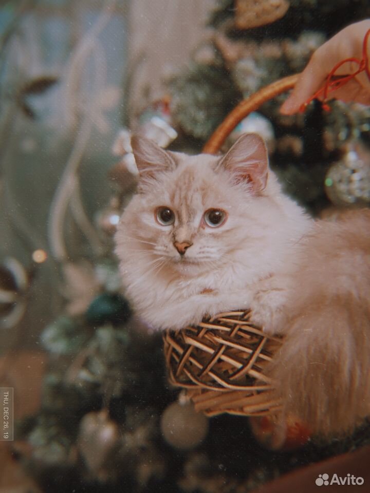 Ввязка кошки