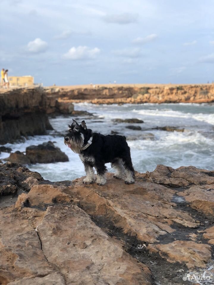 Кобель цвергшнауцера для вязки