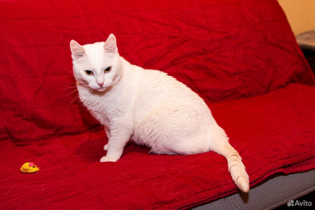 Киса Нарцисса