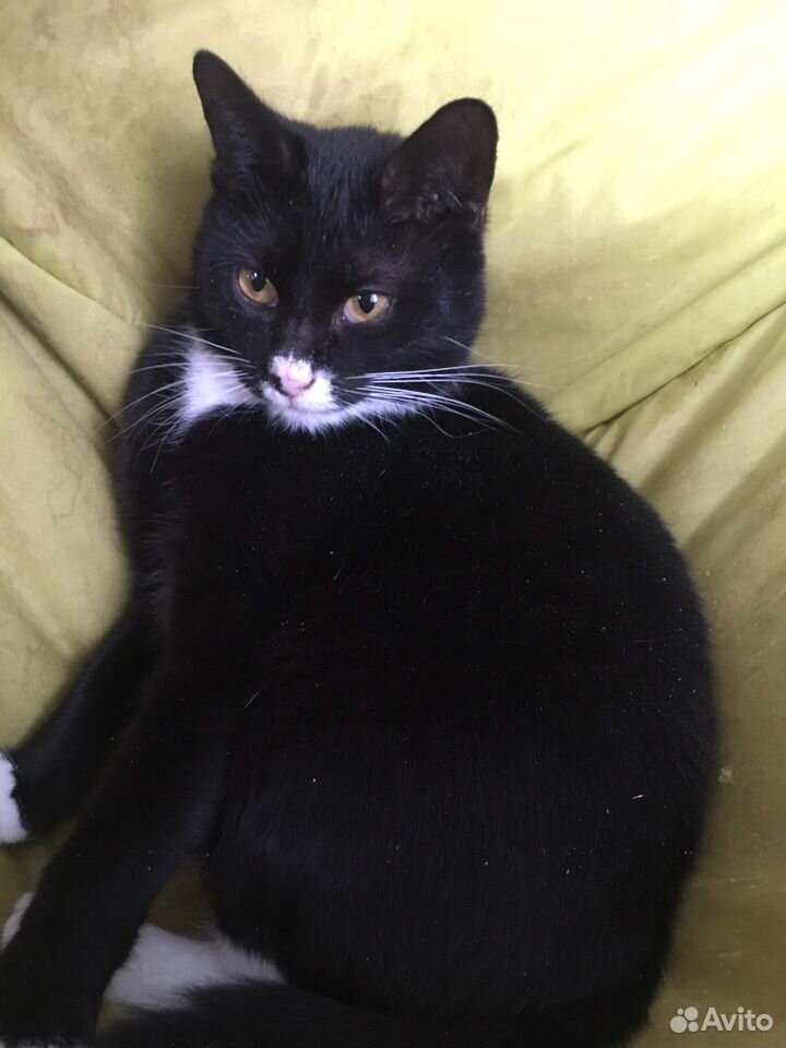 Кошечка Гаечка в добрые руки