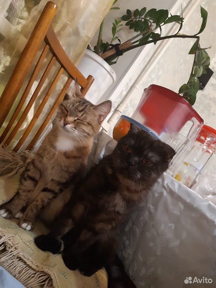 Шотландская красавица