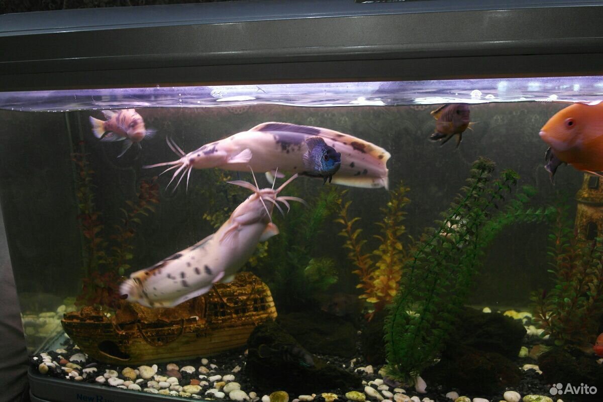 Сомы Клариас для аквариума