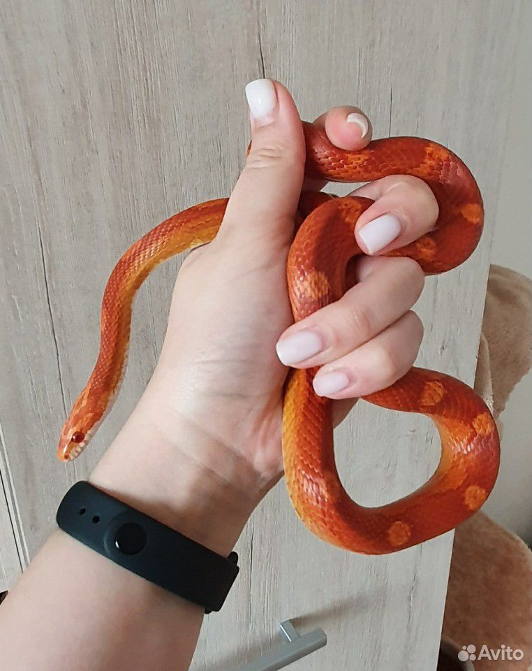 Маисовый полоз albino