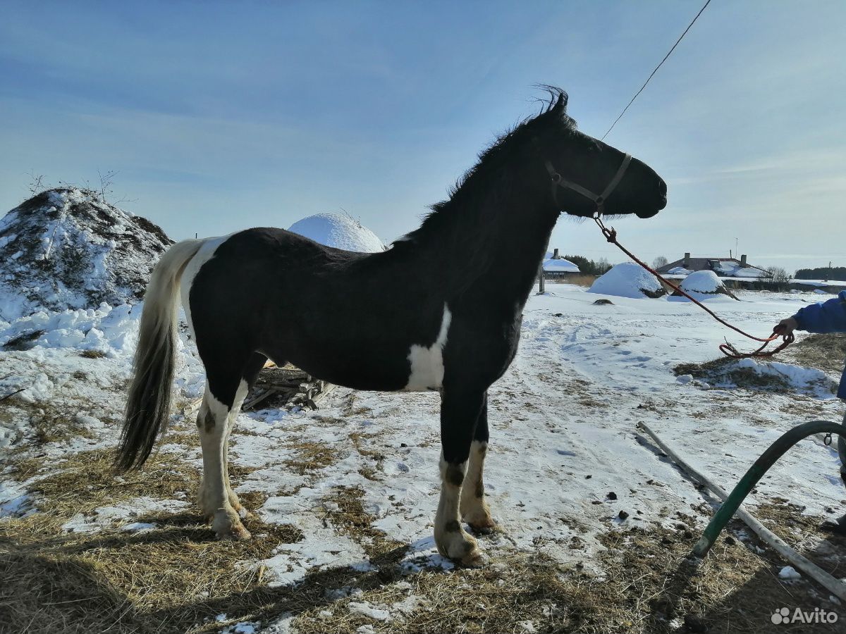 Жеребец,кобыла