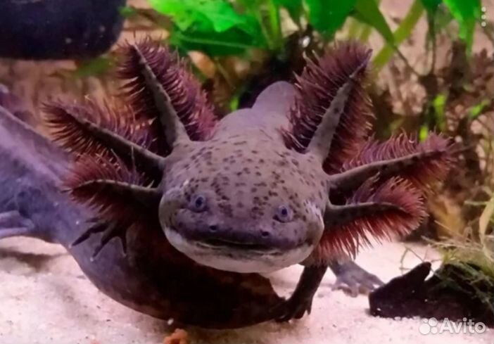 Аксолотль - Морской Дракон