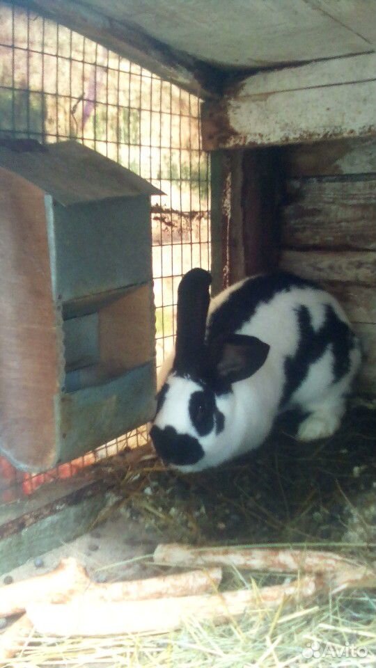 Кролики бабочка, строкач