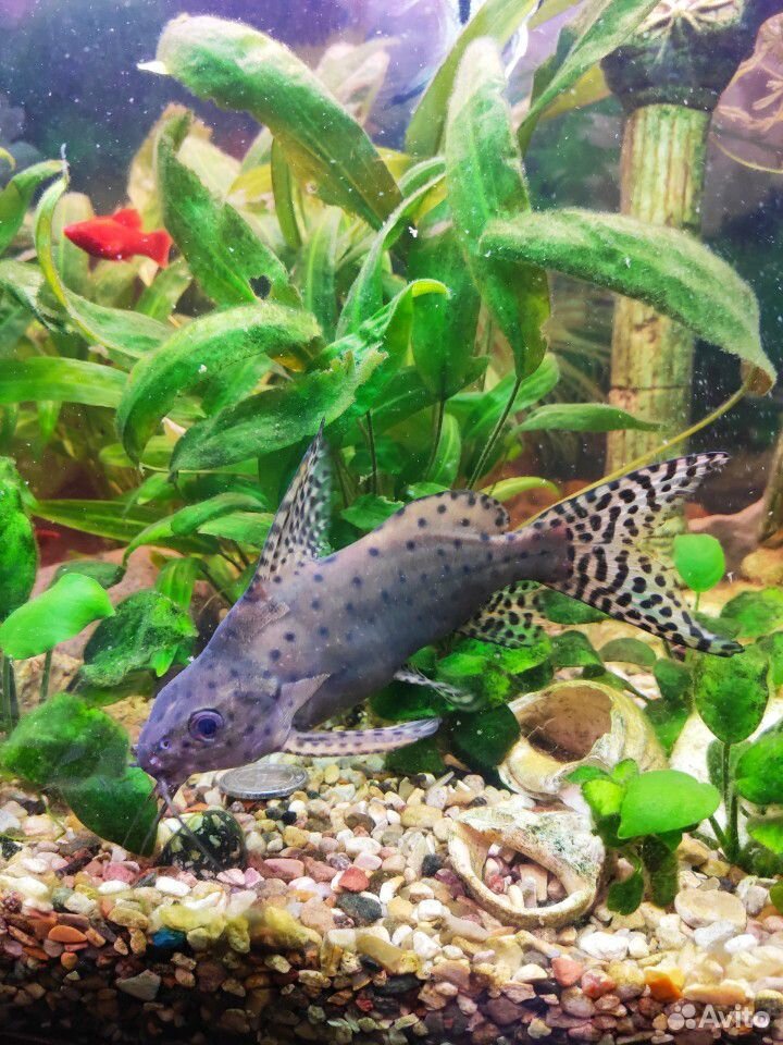 Рыба-сомик Синодонтис Вуалевый