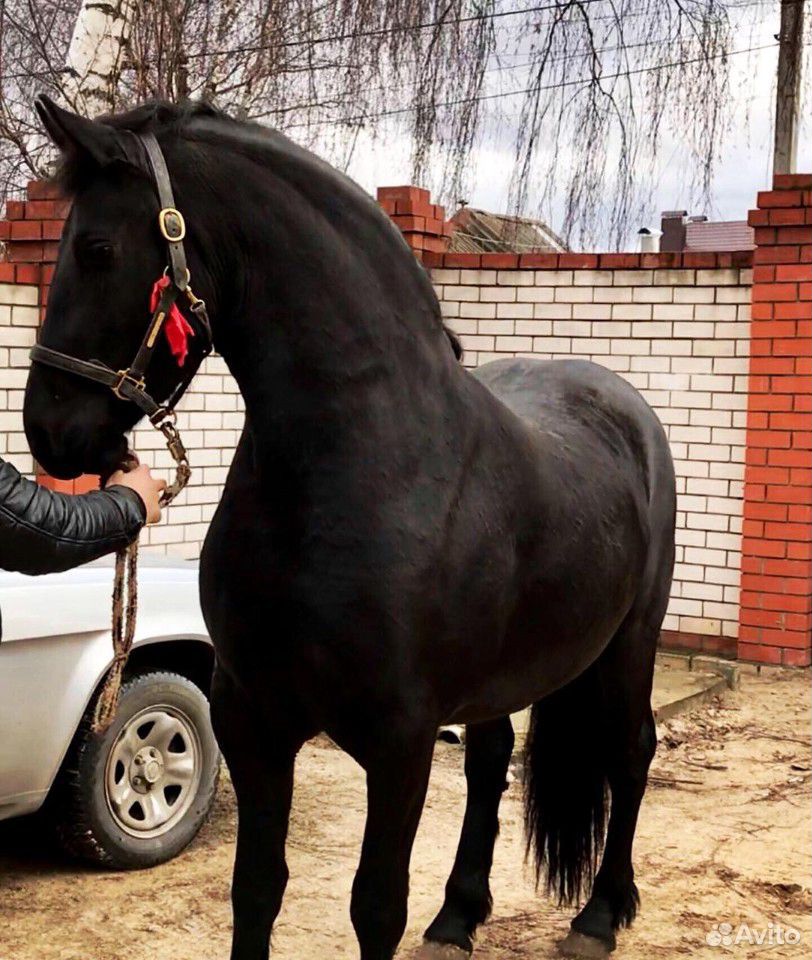 Продаю фризкую лошадь