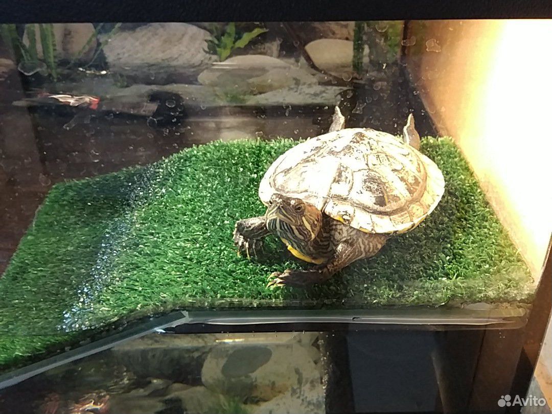 Красноухая черепаха