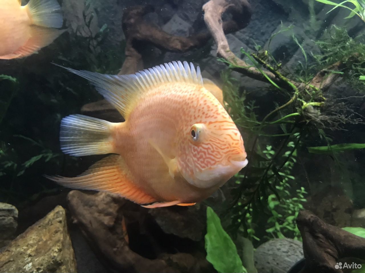 Северум красноточечный самец