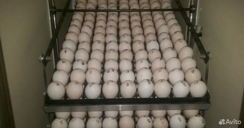 Яйцо из европы на 2020 год