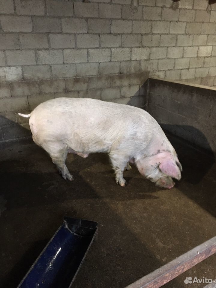 Племенной кабан