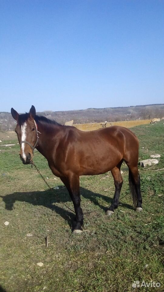 Продам Лошадь