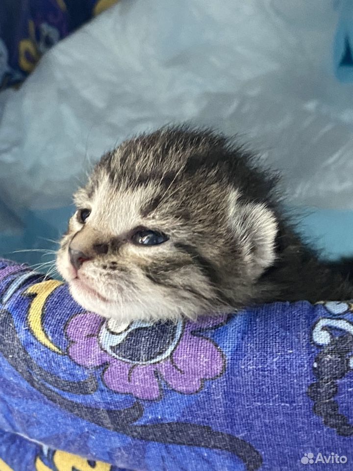 Котята 4 недели
