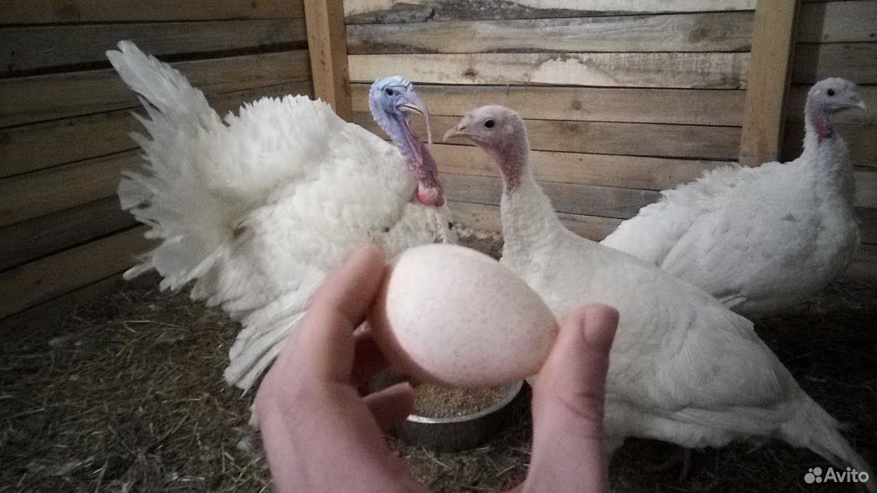 Продам инкубационное яйцо