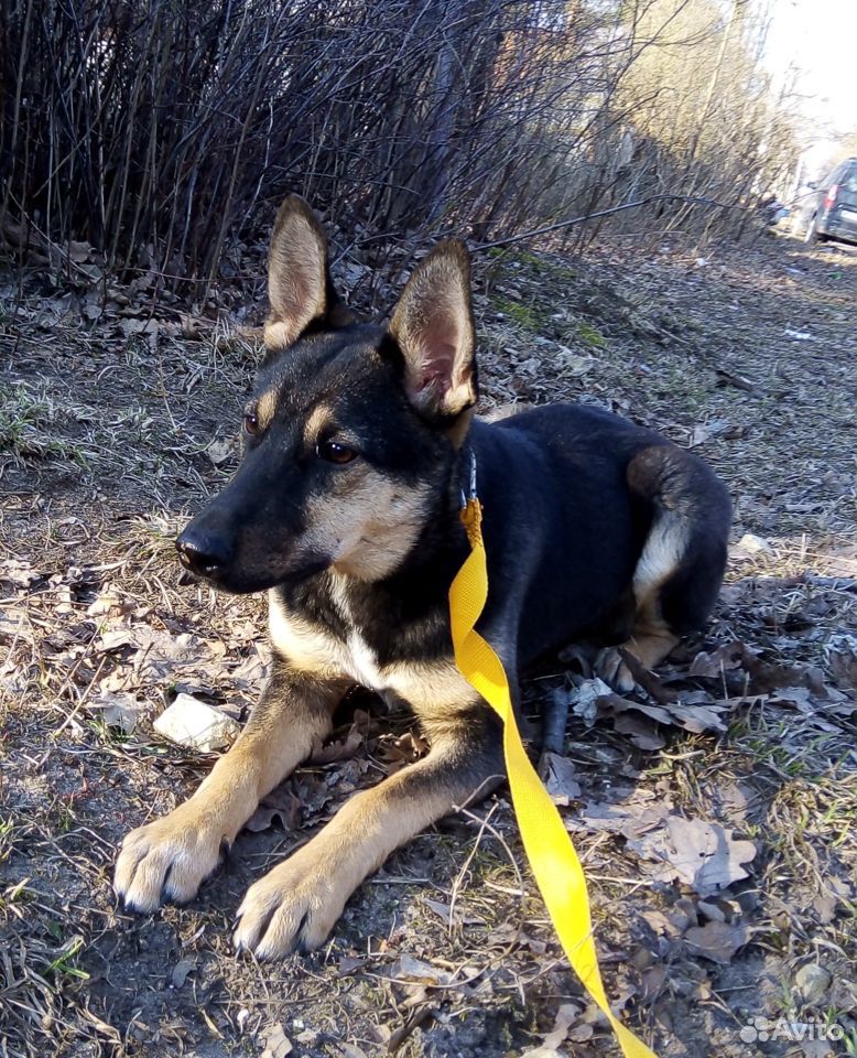 Ищет дом щенок не крупной собаки Юнна