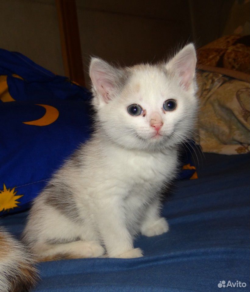 Котята
