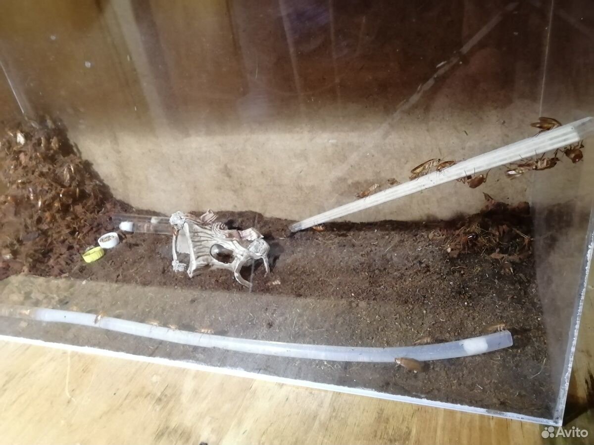 Муравьи-мародеры Carebara Diversa