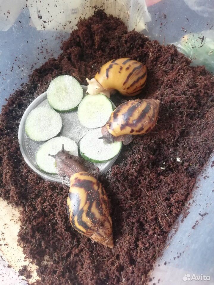 Улитки ахатины