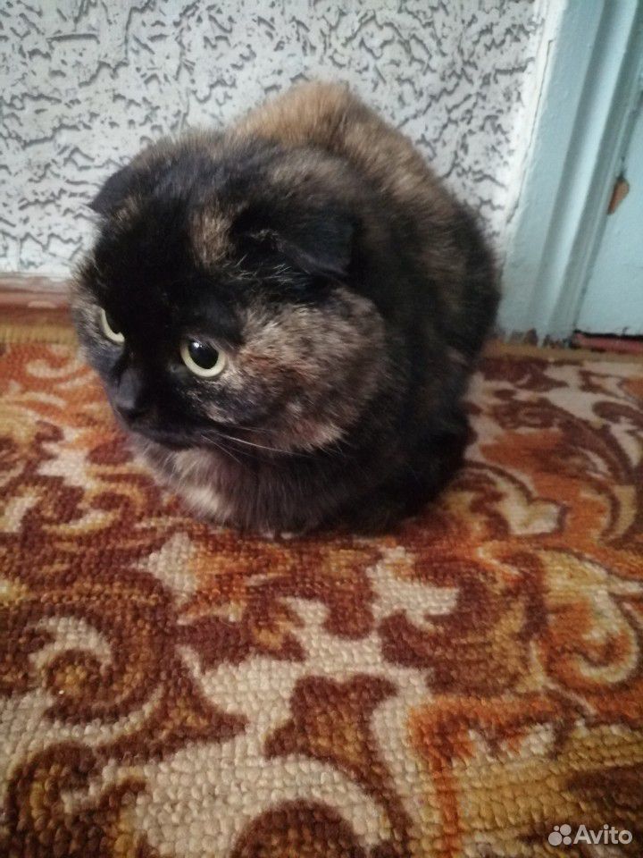 Отдам в добрые руки