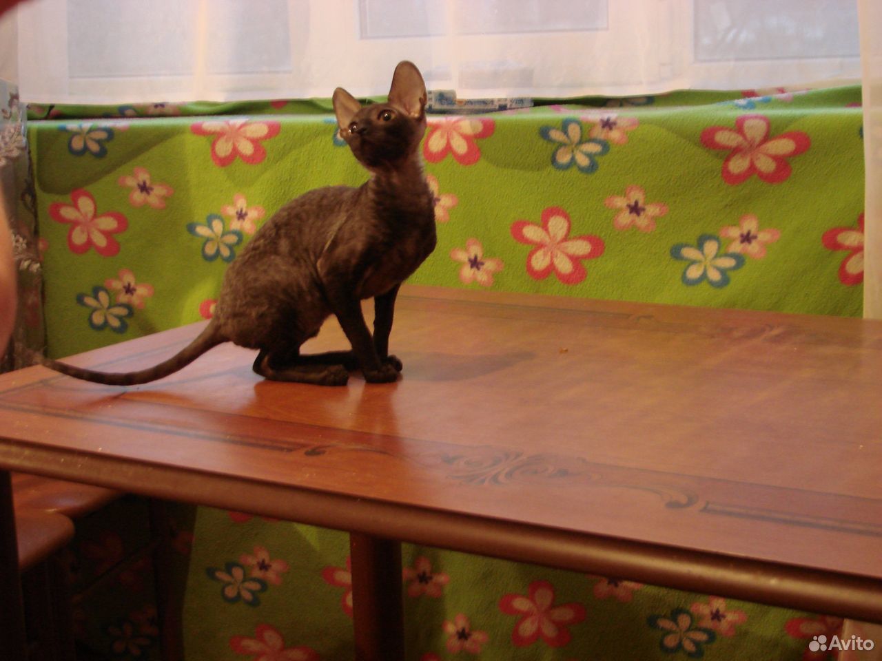 Питомник "Арискудр" предлагает котят корниш-рекс 3