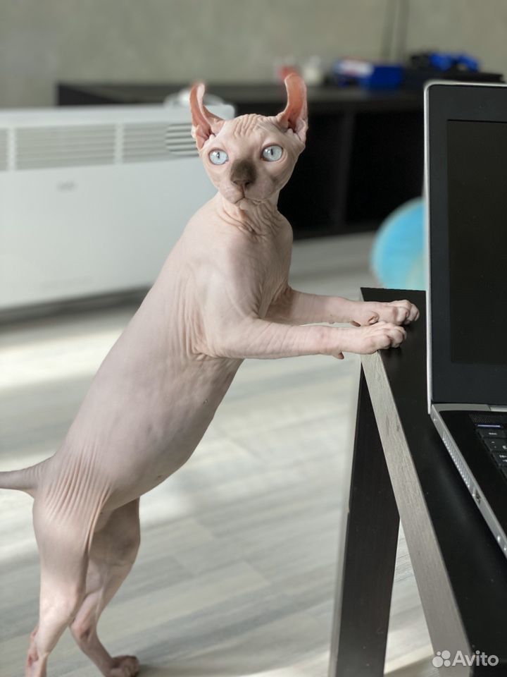 Котята Эльфы Питомник "Elf Duat"