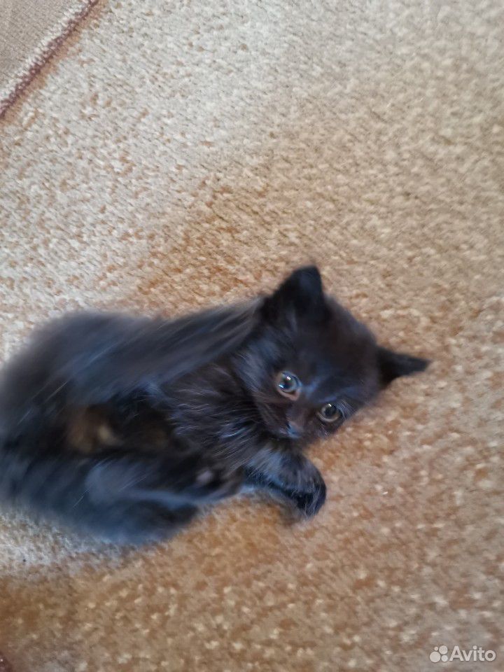 Котенок девочка отдам бесплатно в хорошие руки