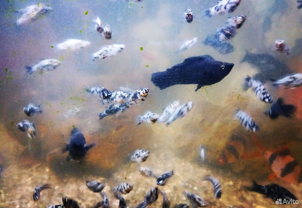 Рыбки моллинезии