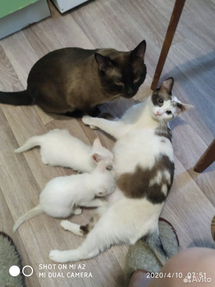 Катята белые смесь с сиамскими с голубыми глазами