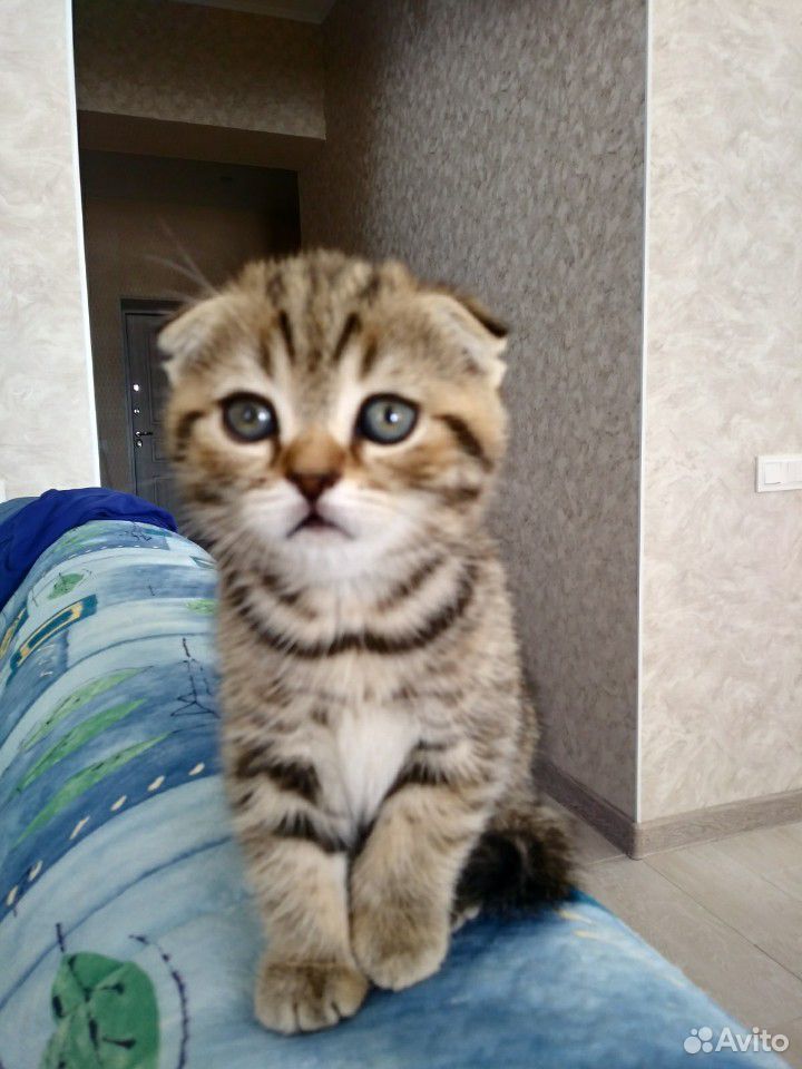 Шотландская