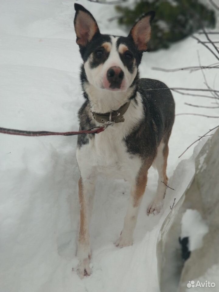 Знаменитую собаку Зену в дар