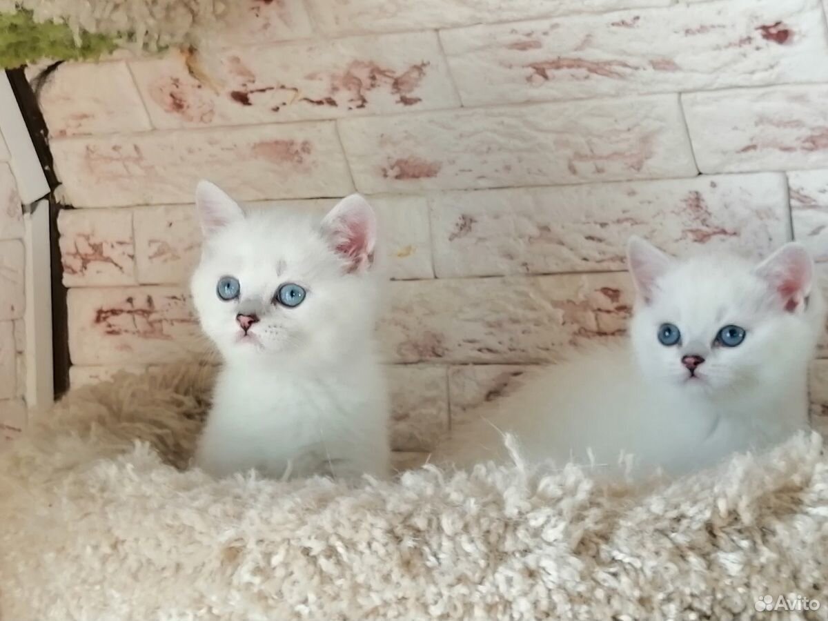 Серебристая шиншила