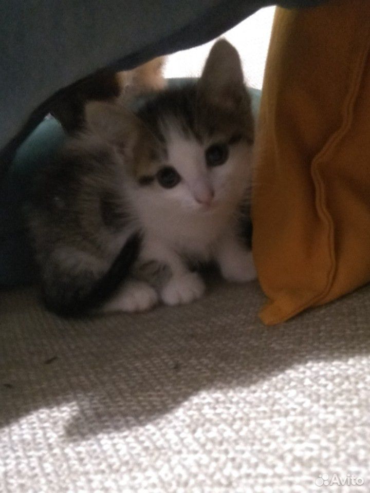 Кошка