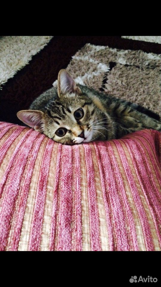 Кошка Шейла ищет дом